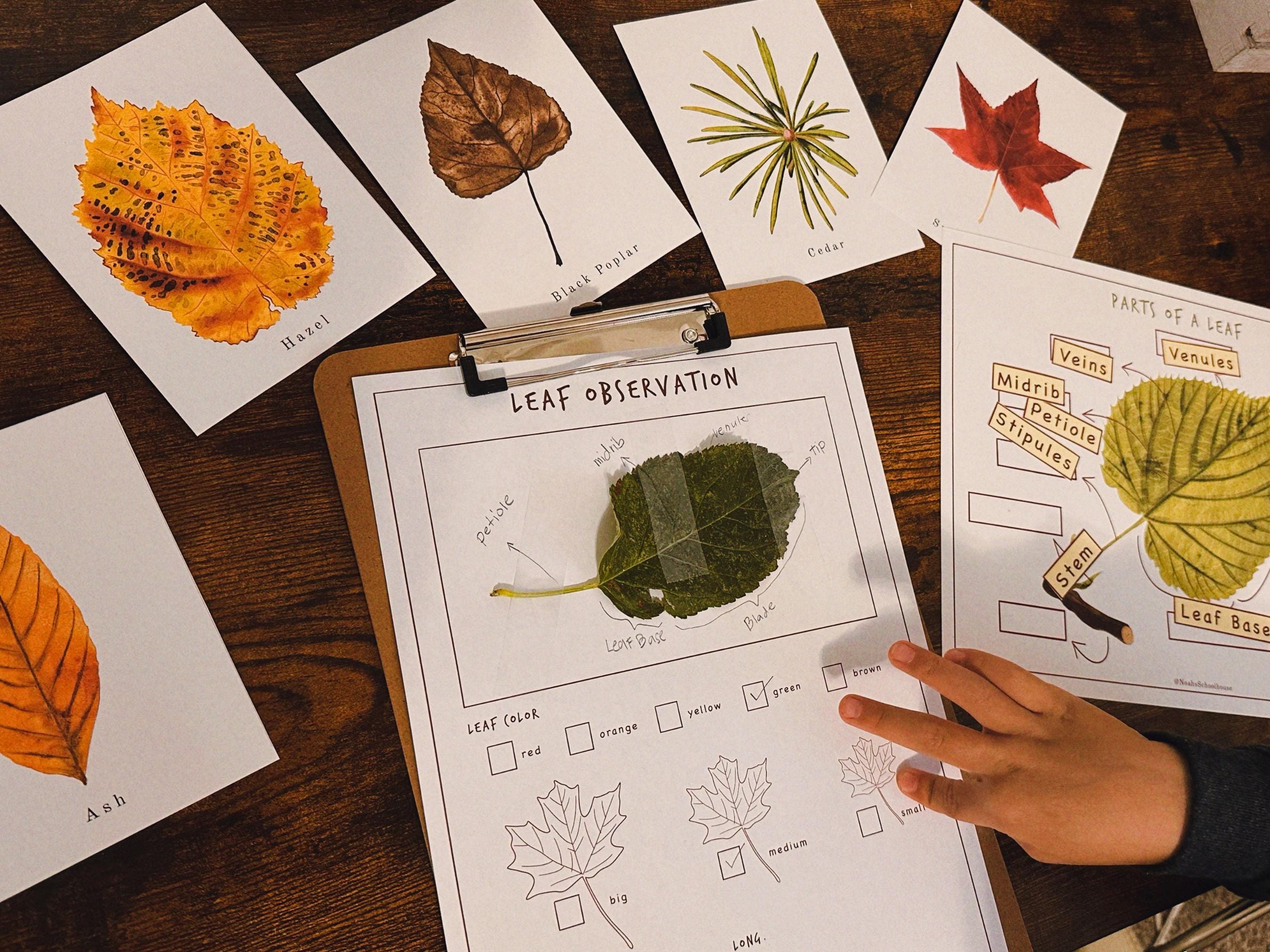 Printable Leaf Unit Study | Nature Study | Kids Botany | Homeschool - Etsy
