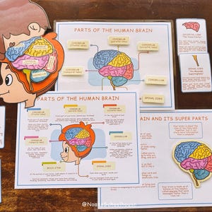 Brain Anatomy Printable: Kids Homeschool Learning Pack (PDF Download - Etsy