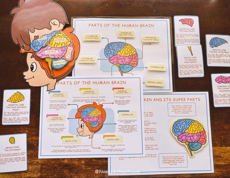 Brain Anatomy Printable: Kids Homeschool Learning Pack (PDF Download - Etsy