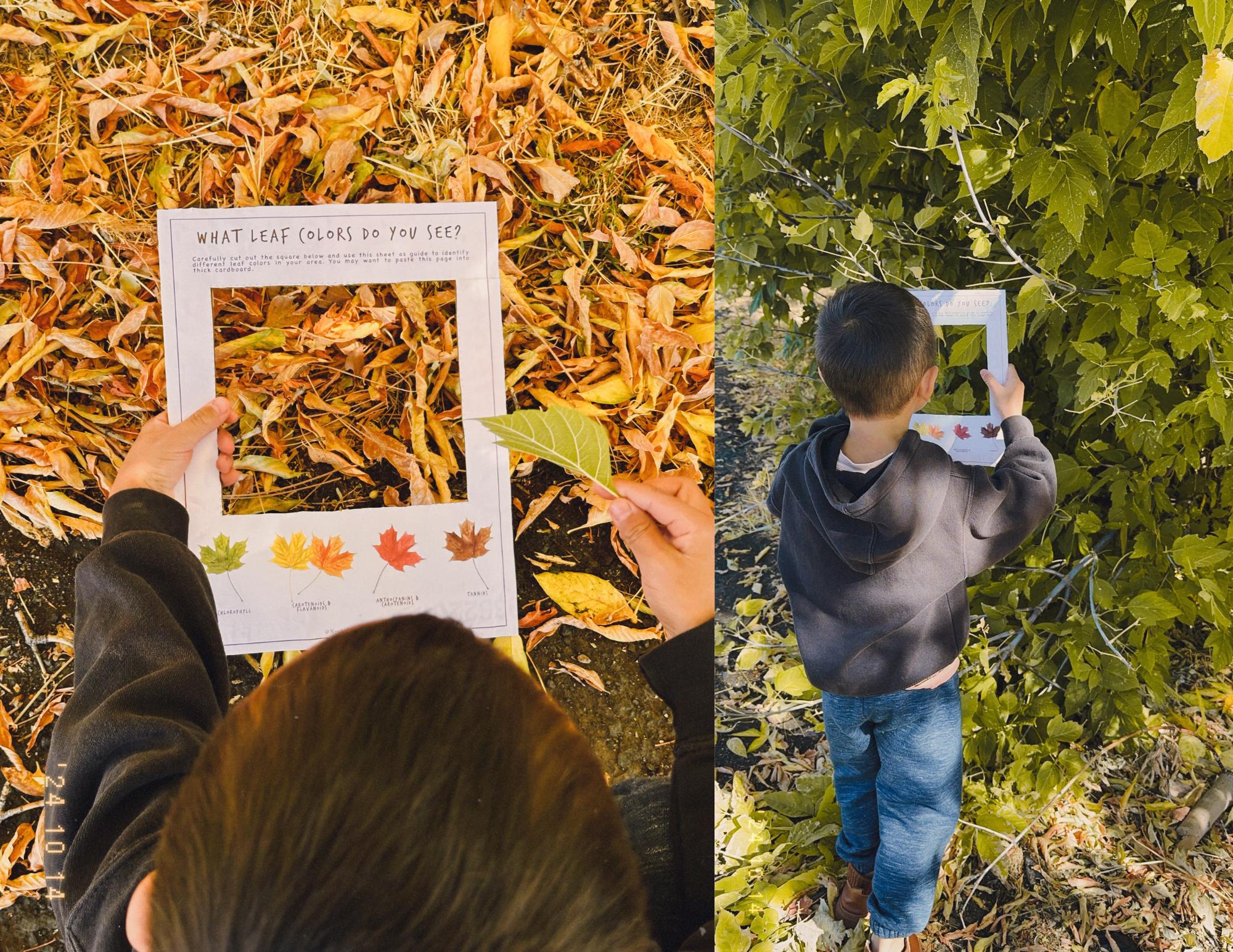 Printable Leaf Unit Study | Nature Study | Kids Botany | Homeschool - Etsy