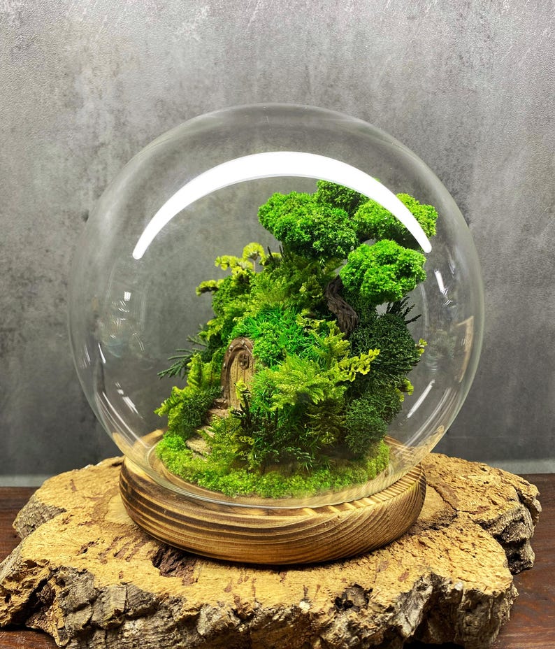 Miniature Forest - Glass Dome Terrarium, Preserved Moss, Fairy Door - Etsy