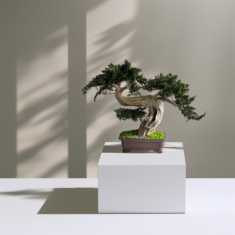 Large Preserved Juniper Bonsai Tree With Moss - Japanese Zen Decor for ...