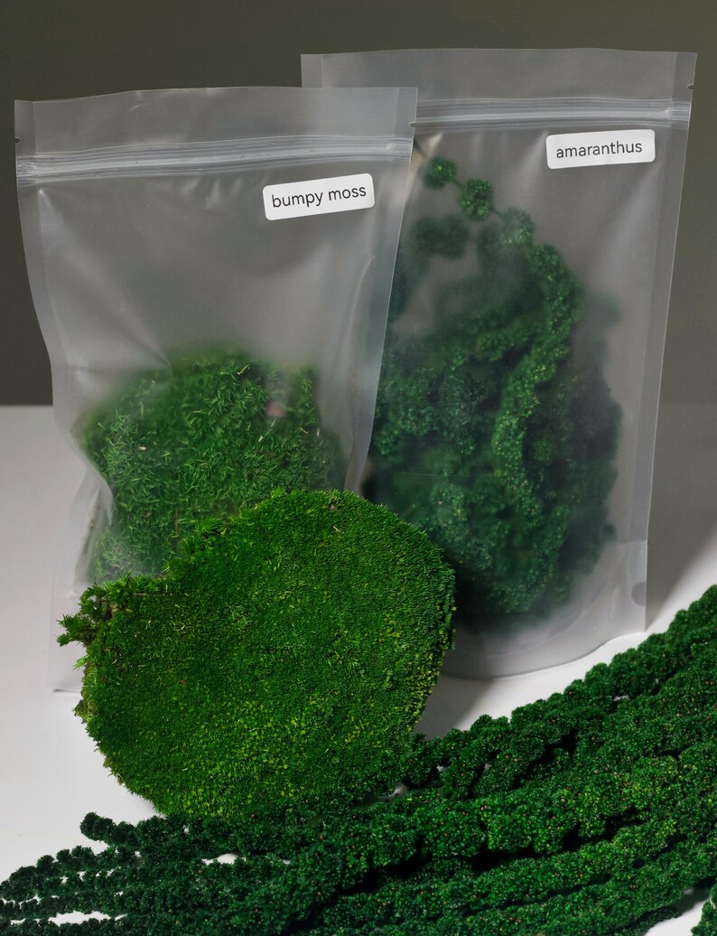 Kit de manualidades para terrario de musgo preservado: arte con musgo ...