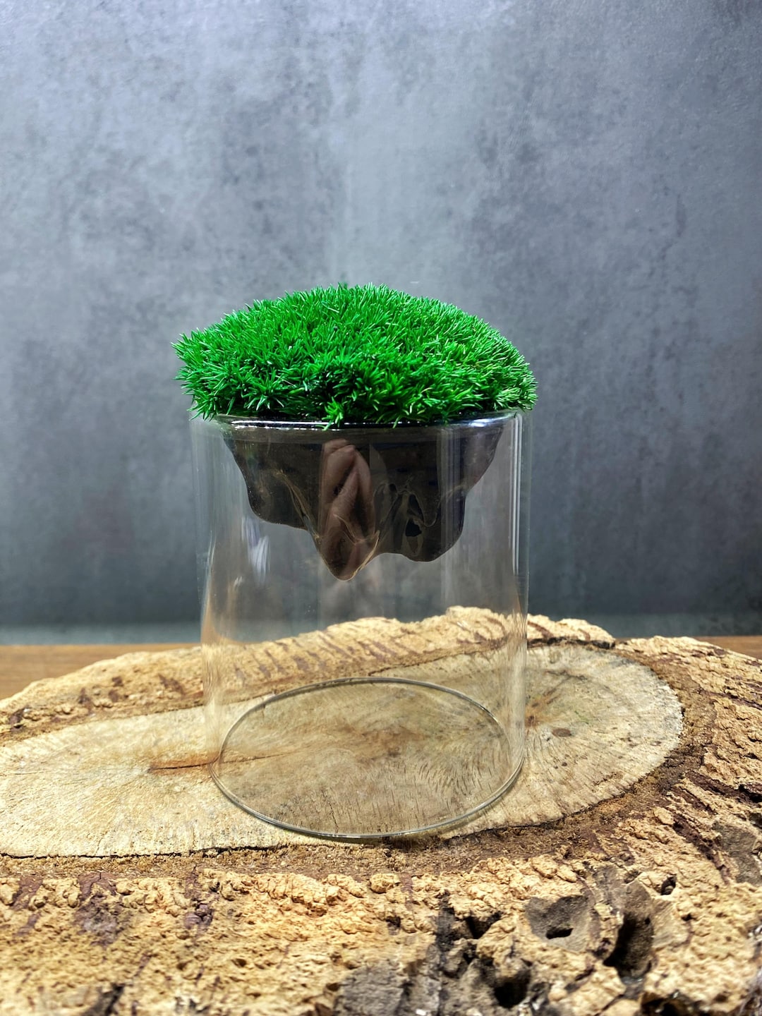 Green Hills Small Glass Terrarium With Preserved Moss - Perfect for ...
