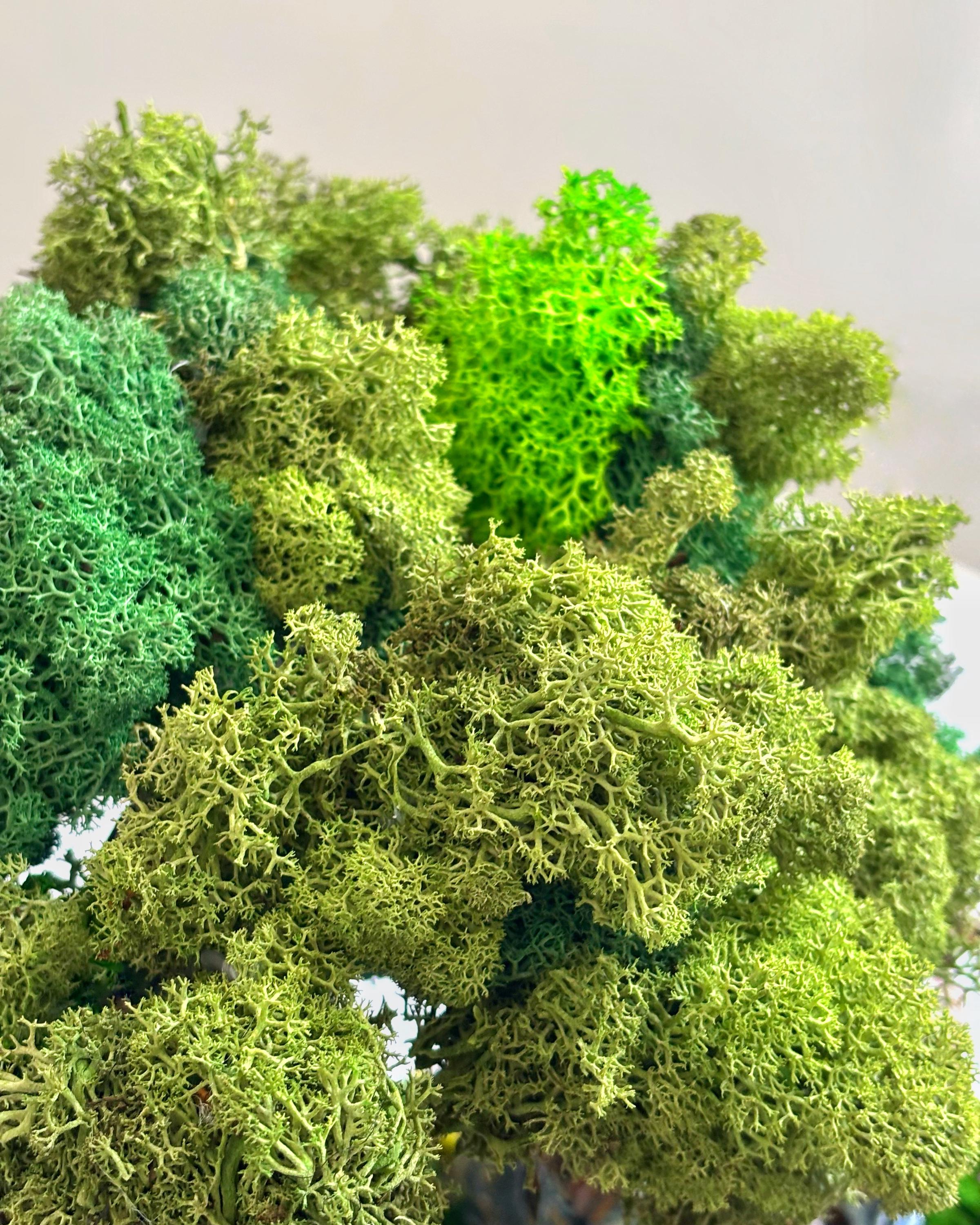 Preserved Moss Fairy House Landscape | No-care Woodland Centerpiece ...