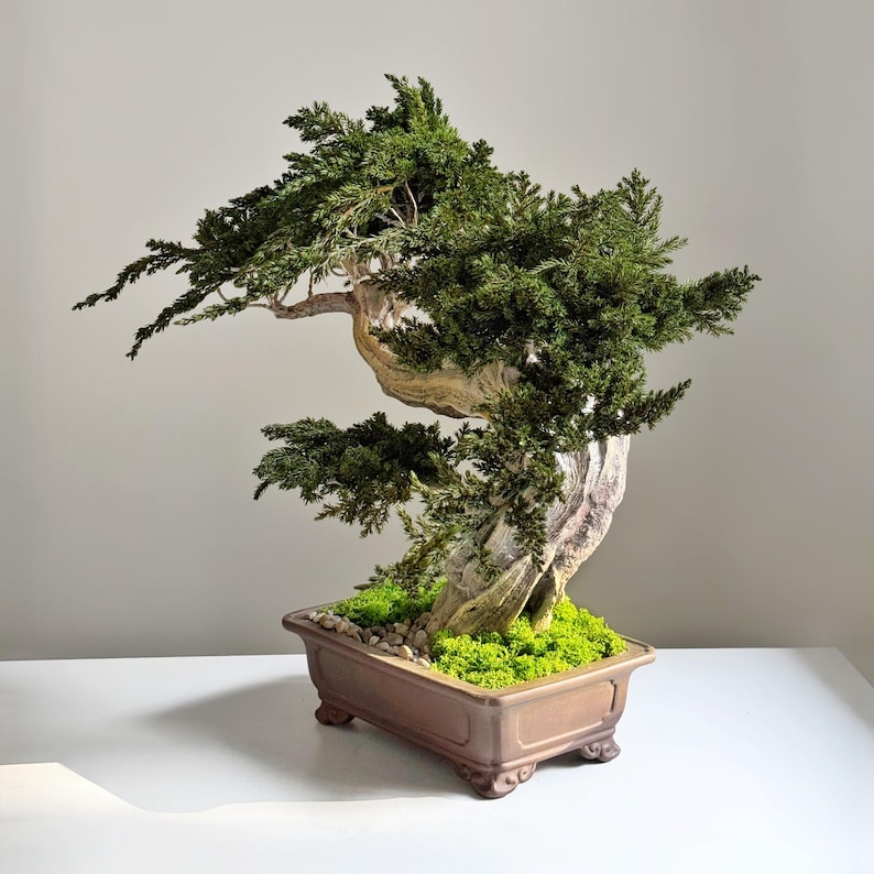 Large Preserved Juniper Bonsai Tree With Moss - Japanese Zen Decor for ...