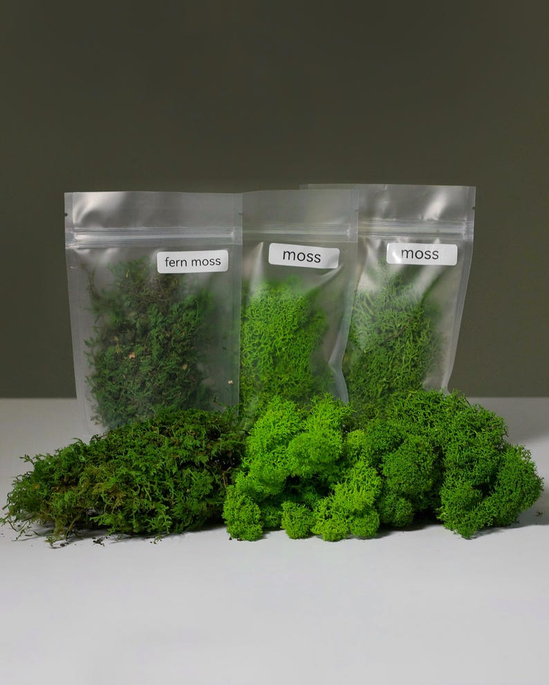 Kit de manualidades para terrario de musgo preservado: arte con musgo ...