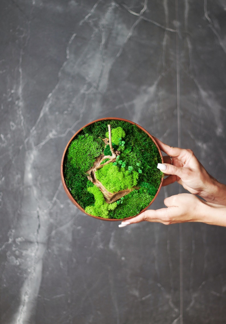 Circle Moss Wall Art, Preserved Moss, Wooden Frame | Moosbild Decor - Etsy