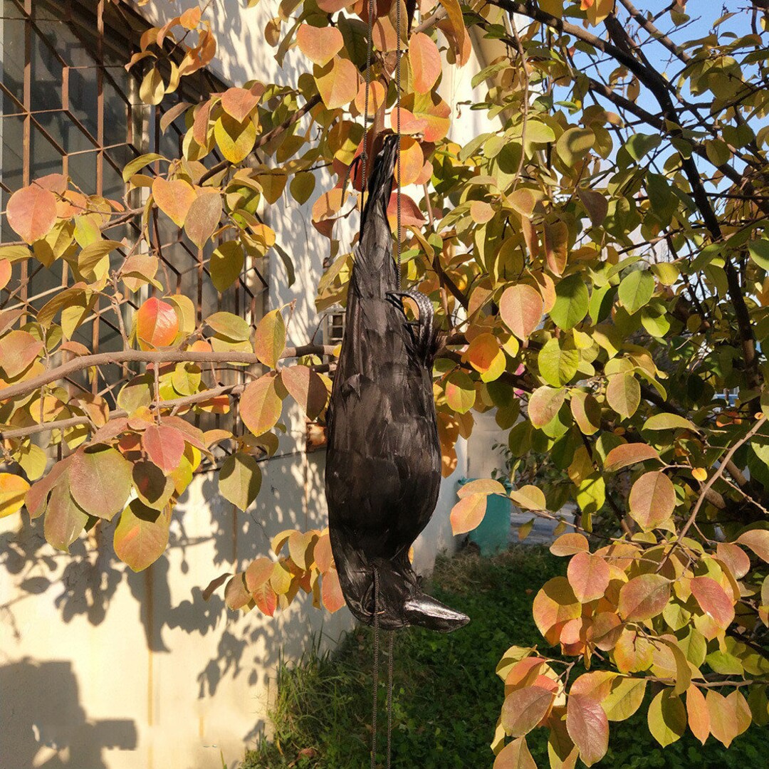 Handmade Realistic Hanging Dead Crows Decoy Lifesize Black - Etsy