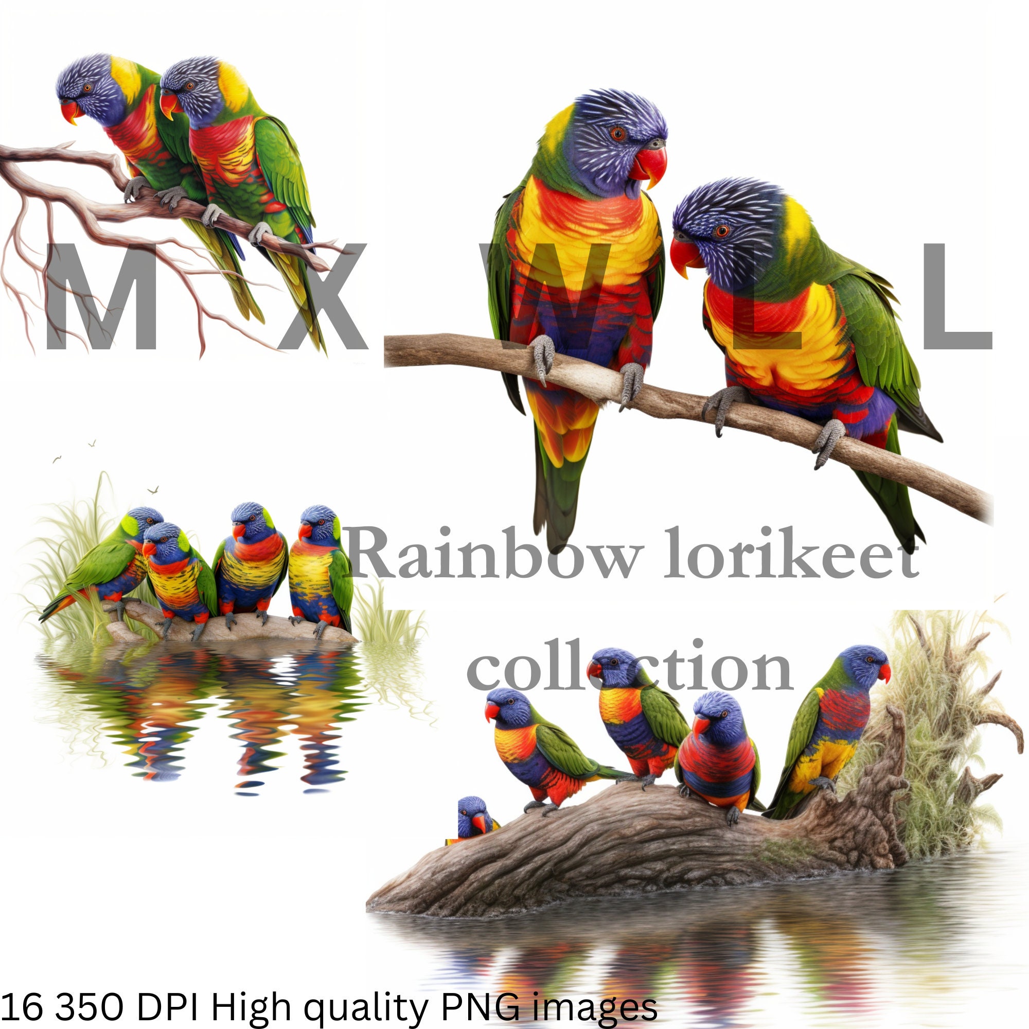 Rainbow Lorikeets Clip-art, Birds, Parrots, Clip-art Bundle, White ...