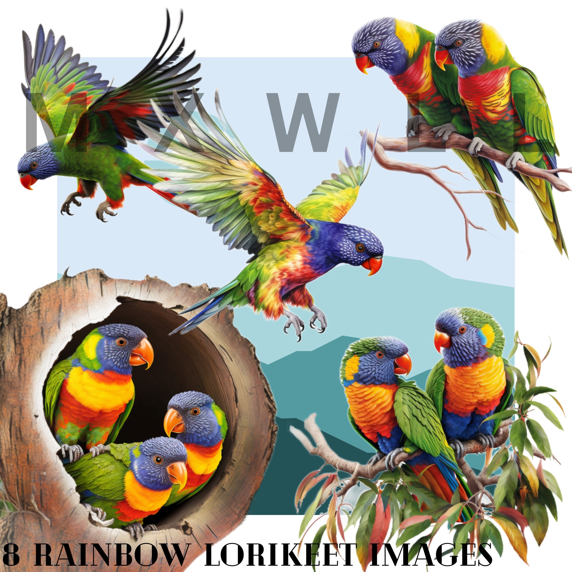 Rainbow Lorikeet Clip-art PNG Images, Transparent Background, Perfect for Commercial or Private ...