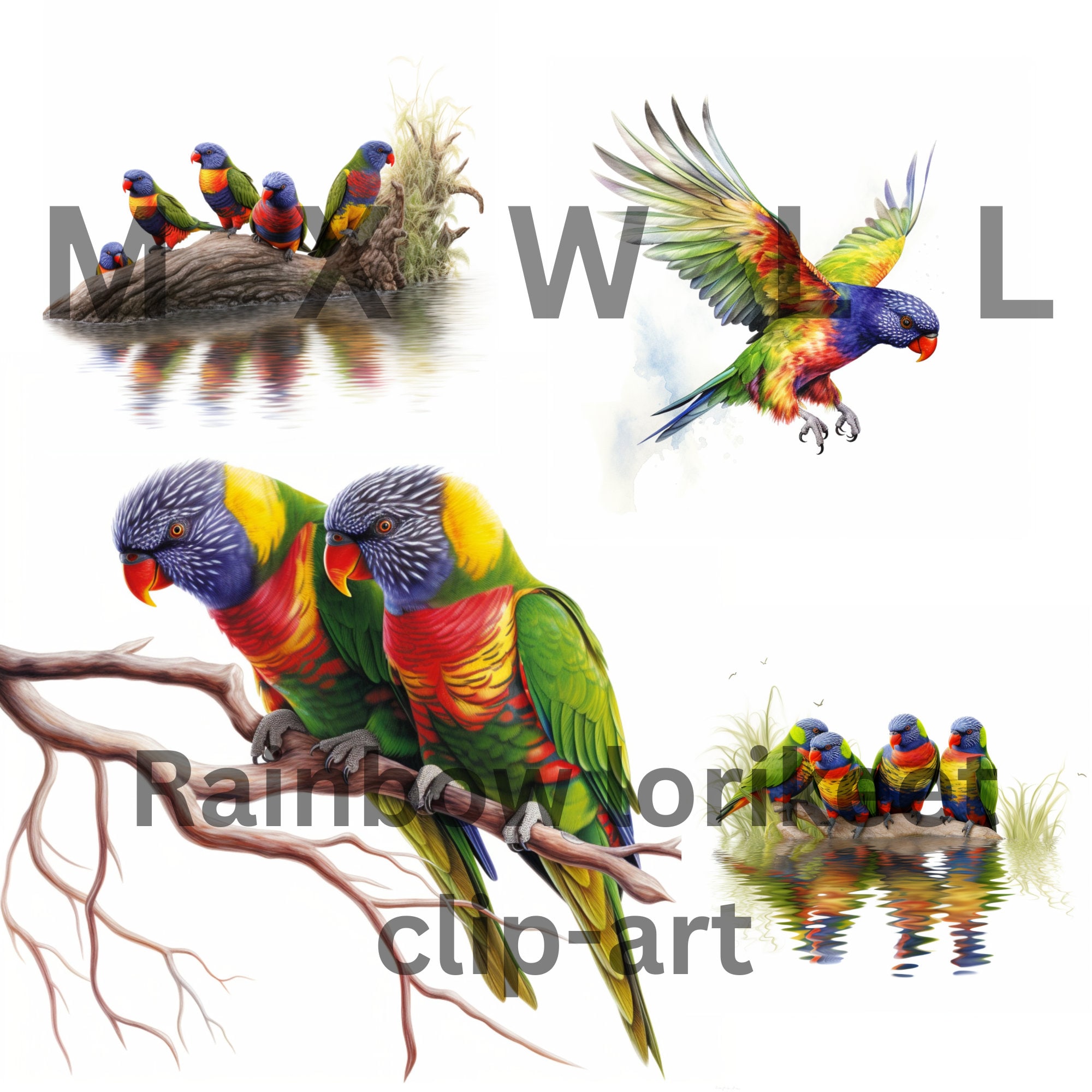 Rainbow Lorikeets Clip-art, Birds, Parrots, Clip-art Bundle, White ...