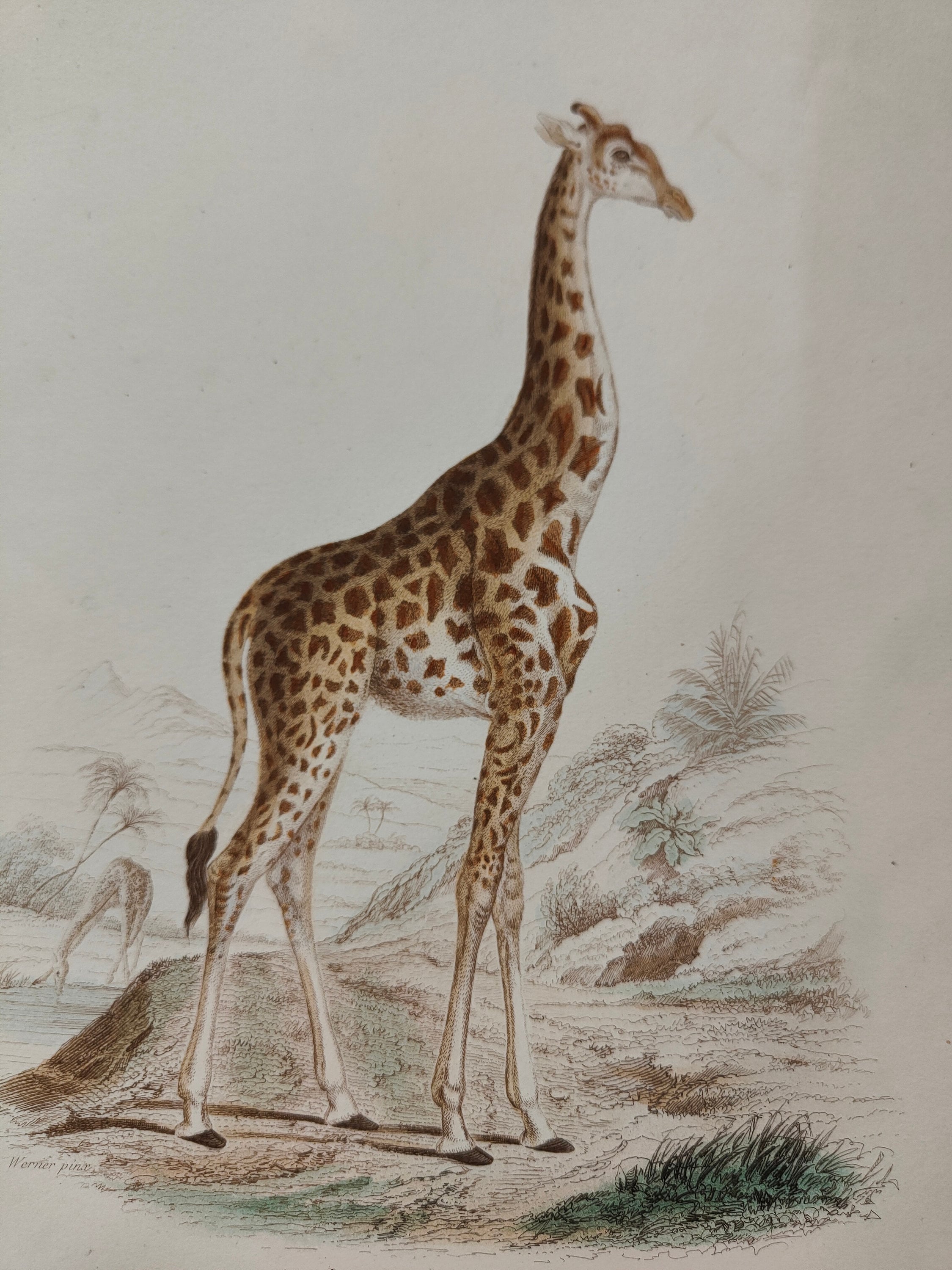 Original Antique Print LA GIRAFFE published by Furne Paris 19th Century ...