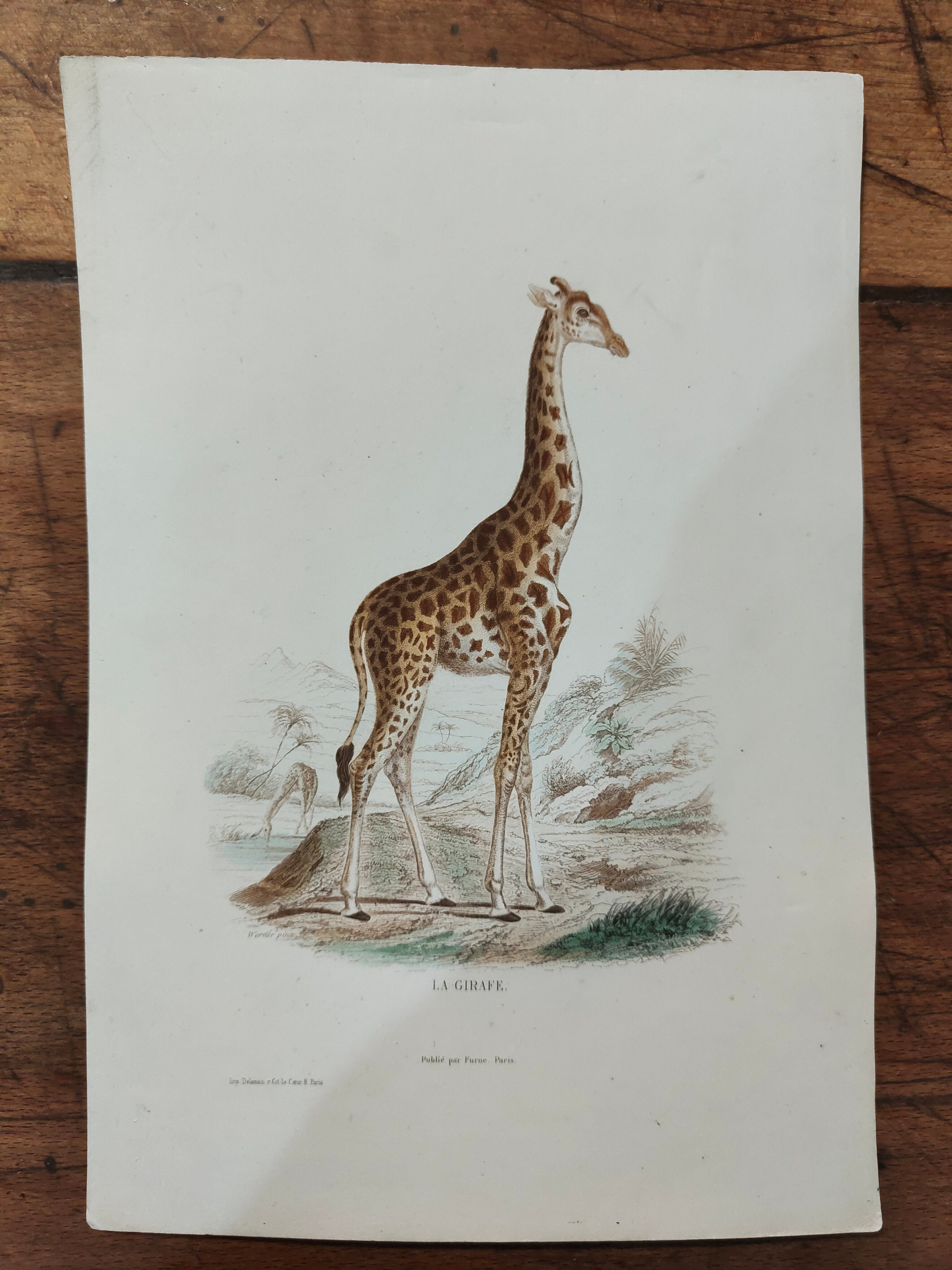 Original Antique Print LA GIRAFFE published by Furne Paris 19th Century ...
