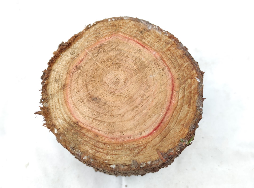 Wooden Trunk Thuja Trunk Tree of Life - Etsy