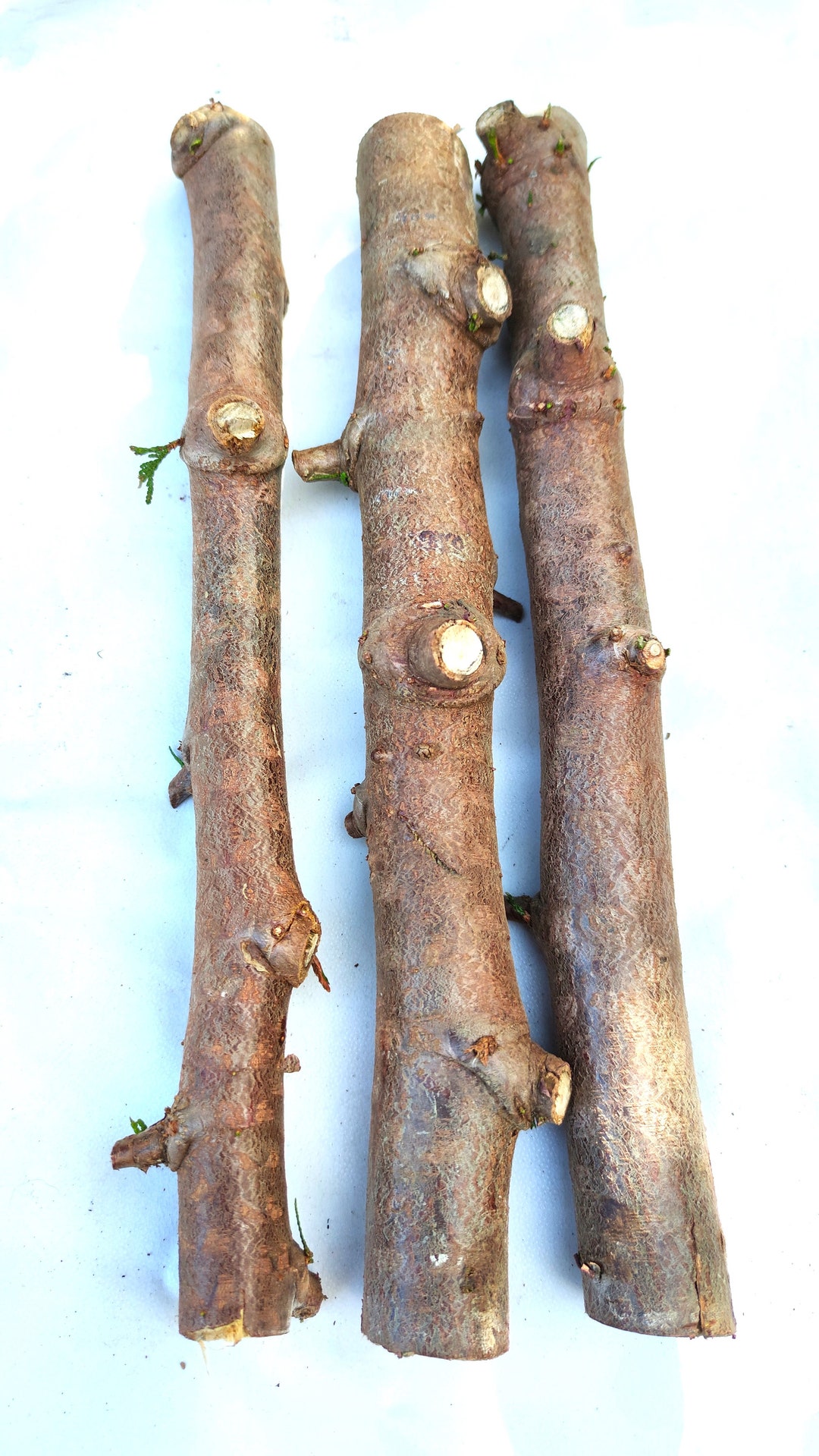 Thuja Branch, Branches of the Tree of Life, Trunk - Etsy
