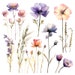 Meadow Flowers Watercolor Clipart Set, Collection of 56 Hires Pngs ...