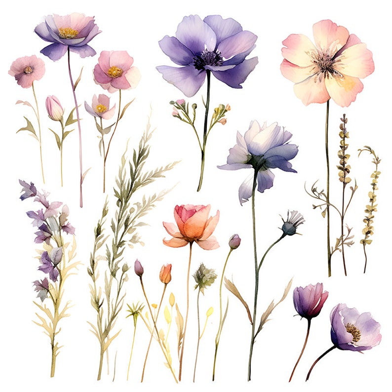 Meadow Flowers Watercolor Clipart Set, Collection of 56 Hires Pngs ...