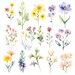 Meadow Flowers Watercolor Clipart Set, Collection of 56 Hires Pngs ...