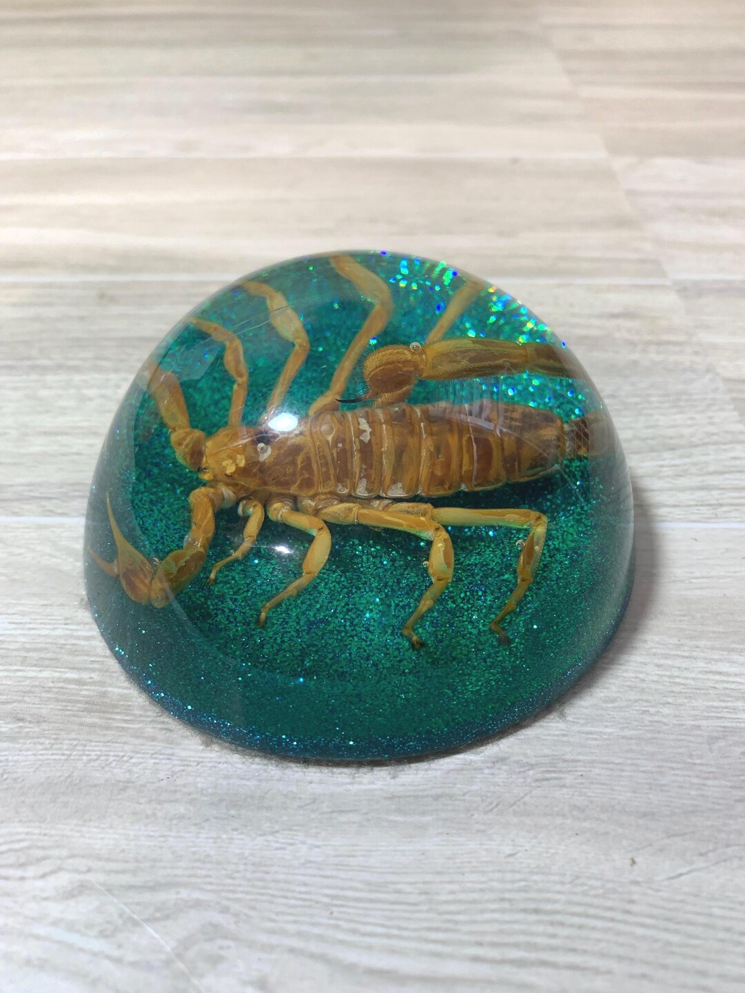 Vintage Stripe Tailed Scorpion Paperweight 4” - Etsy