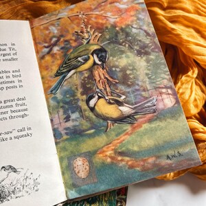 Vintage Lady Bird Books, Ladybird Nature Books, British Birds, Birds ...
