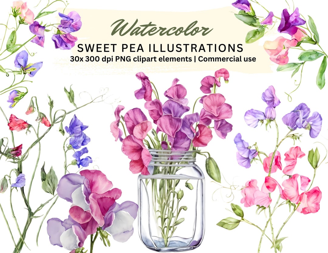 Watercolor Sweet Pea Flowers Clipart Bundle | Sweetpea Illustration ...