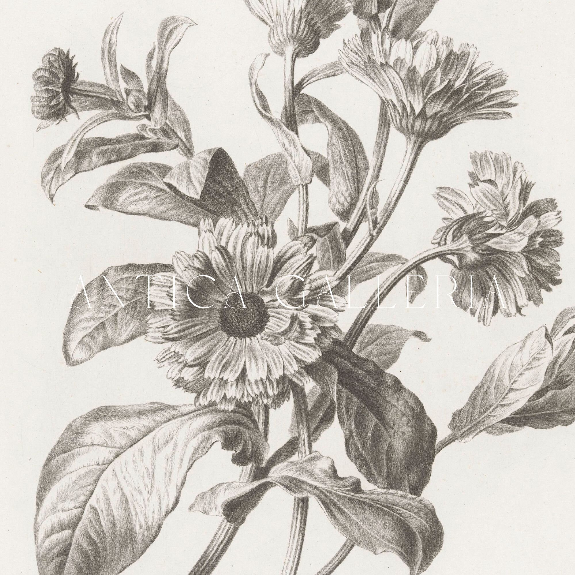 Antique Flower Drawing Botanical Vintage Sketch Farmhouse Minimalist ...