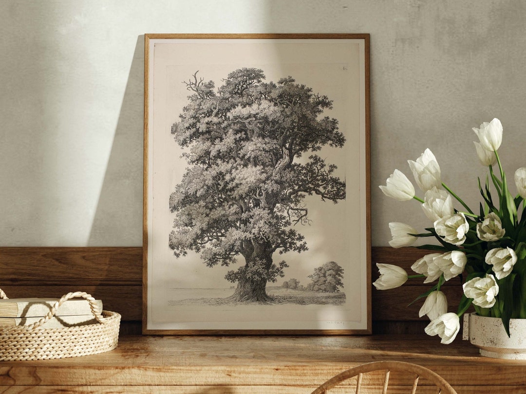 Vintage Oak Tree Study, Botanical Drawing, Neutral Tone Print ...