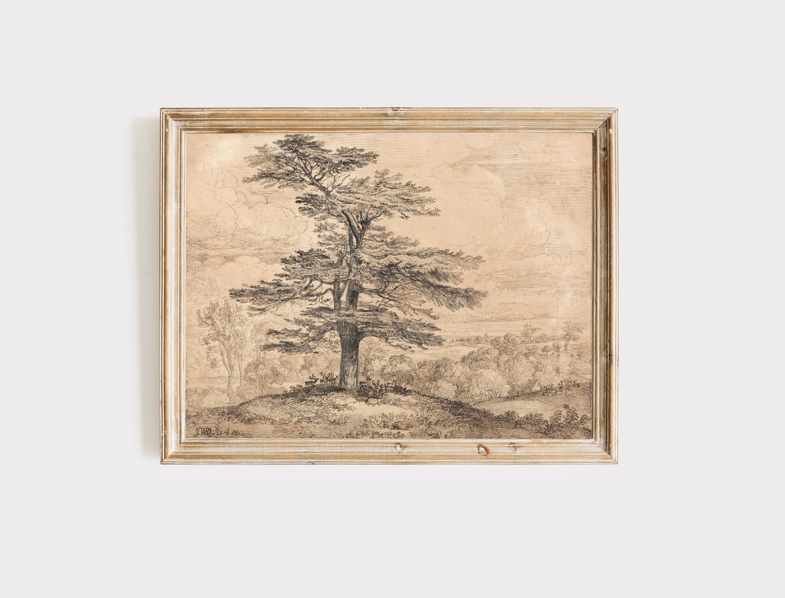 Vintage Cedar Tree Study | Neutral Tone Drawing | European Fine Art ...