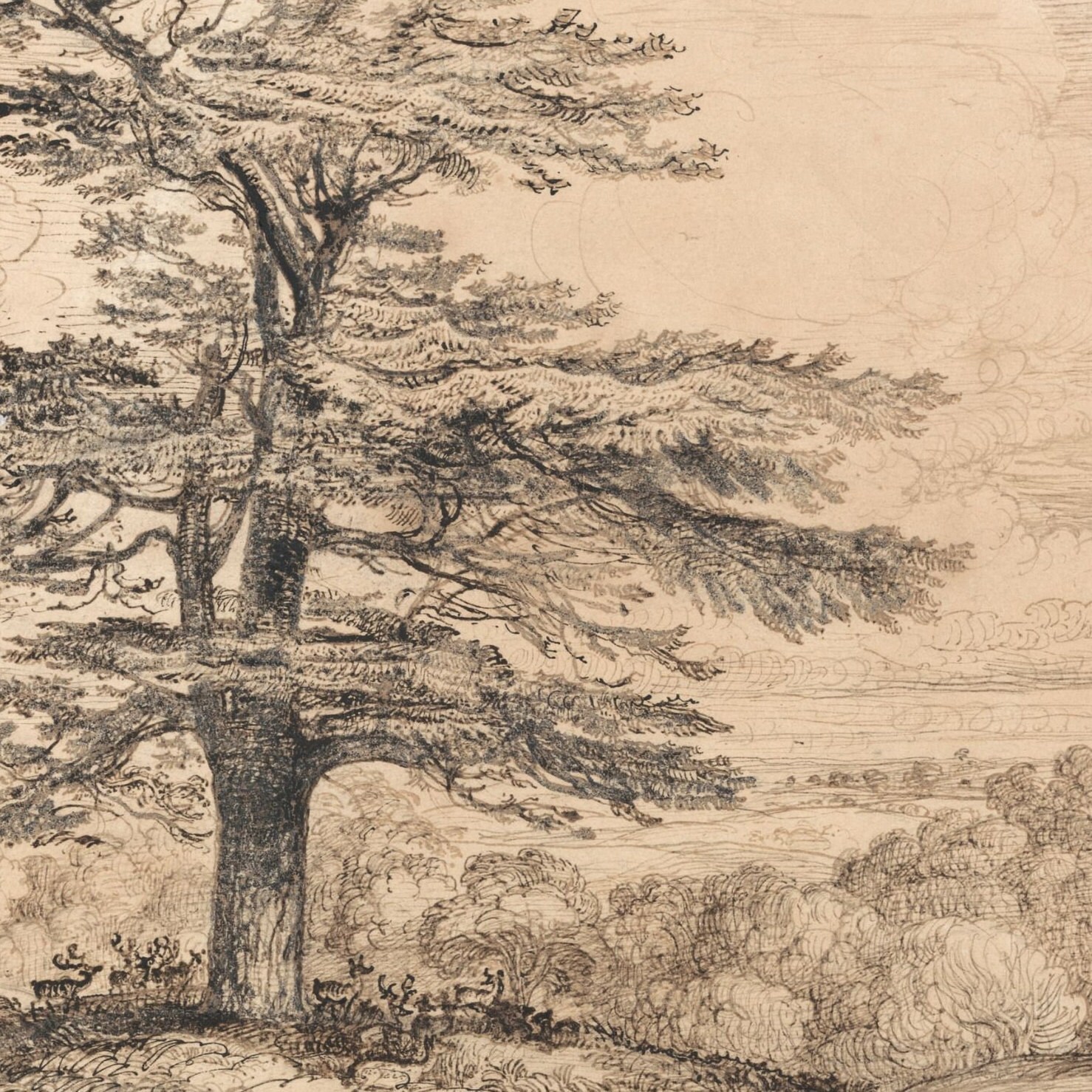 Vintage Cedar Tree Study | Neutral Tone Drawing | European Fine Art ...
