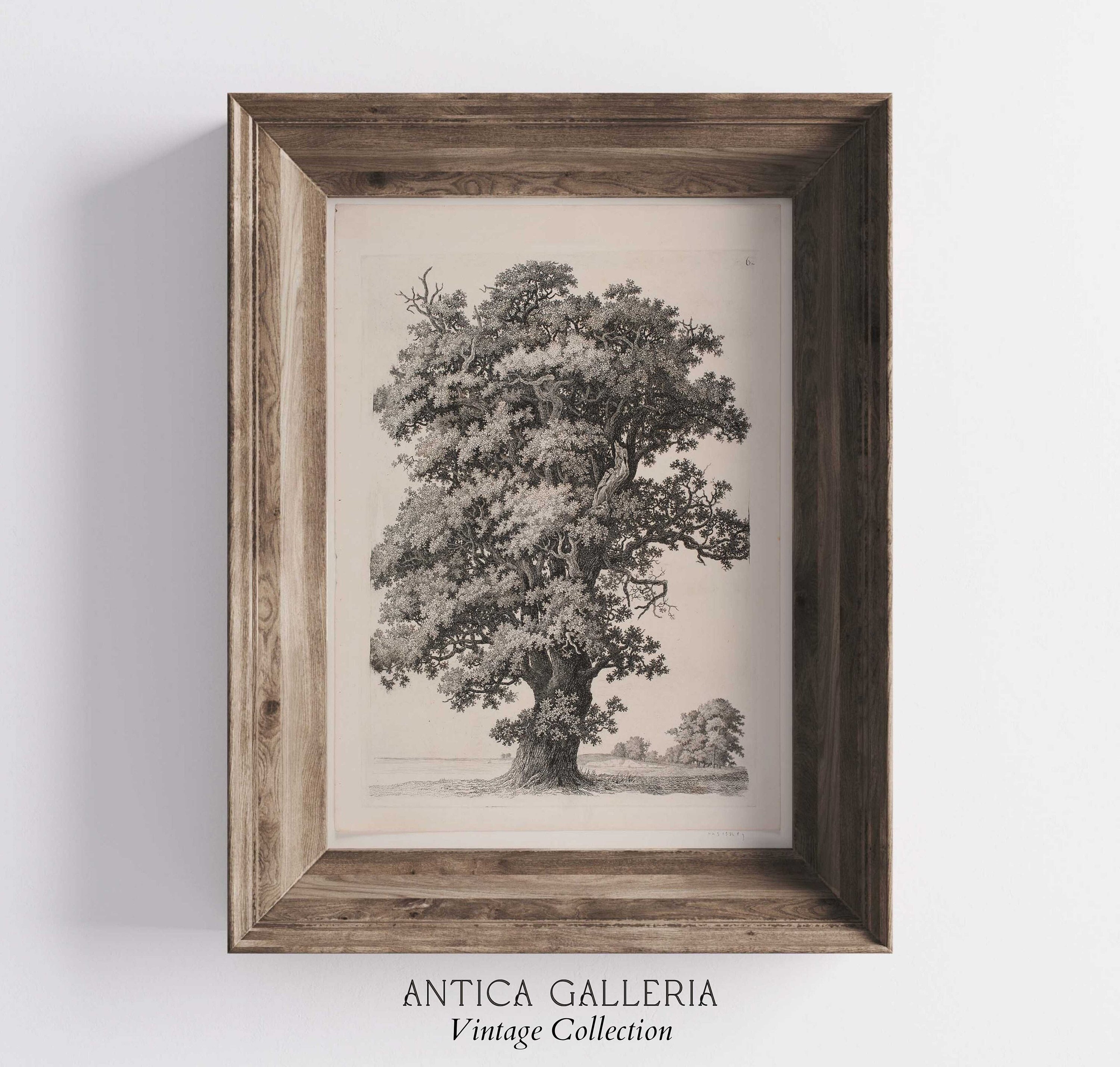 Vintage Oak Tree Study, Botanical Drawing, Neutral Tone Print ...