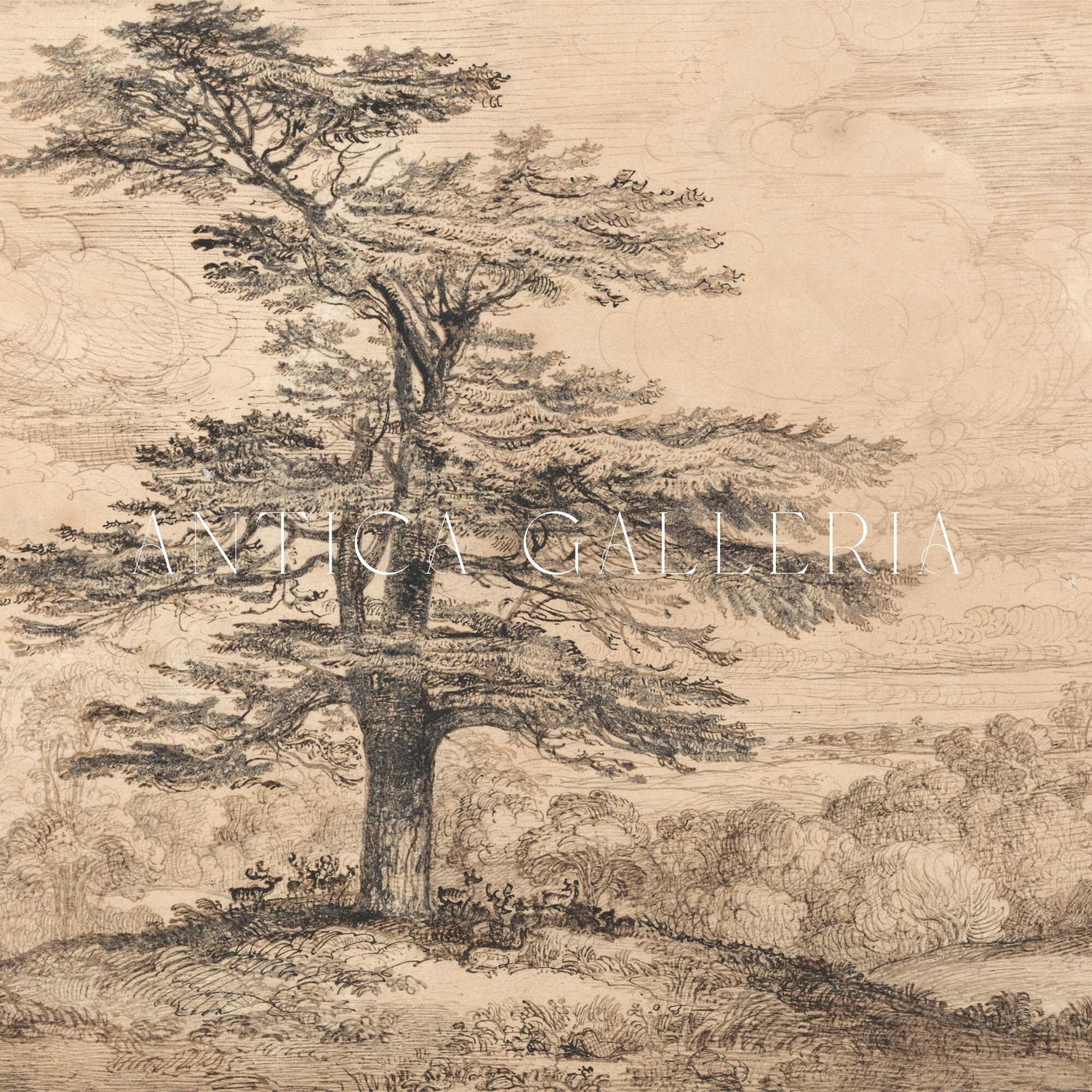 Vintage Cedar Tree Study | Neutral Tone Drawing | European Fine Art ...