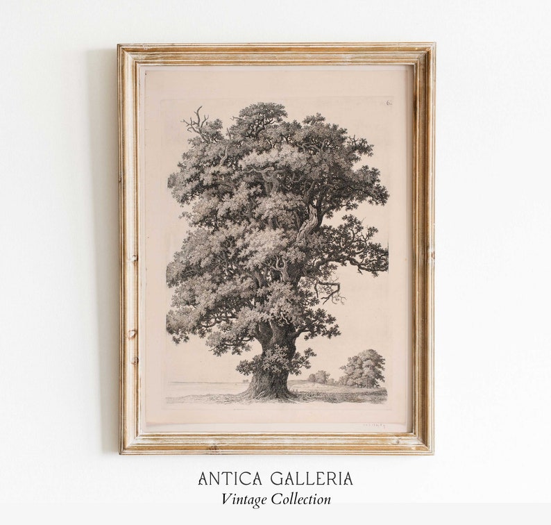 Vintage Oak Tree Study, Botanical Drawing, Neutral Tone Print ...