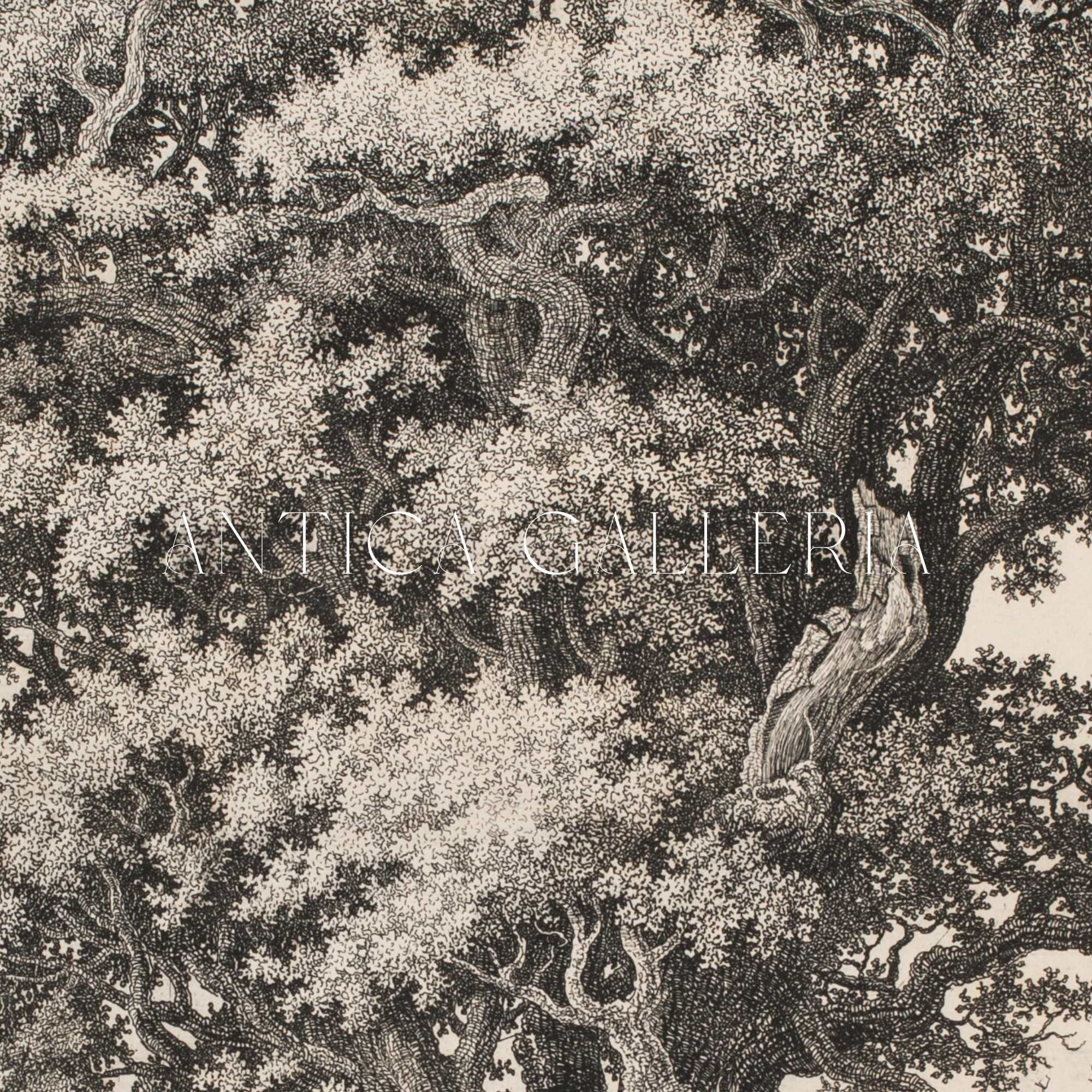 Vintage Oak Tree Study, Botanical Drawing, Neutral Tone Print ...