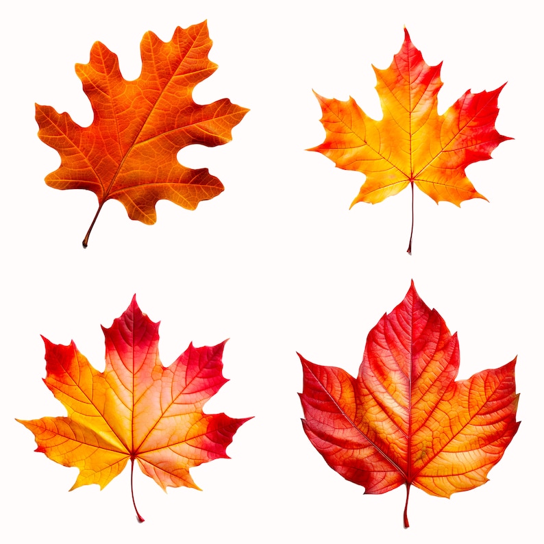 Cute Autumn Leaves Clip Art, Watercolor Orange Fall Illustration PNG ...