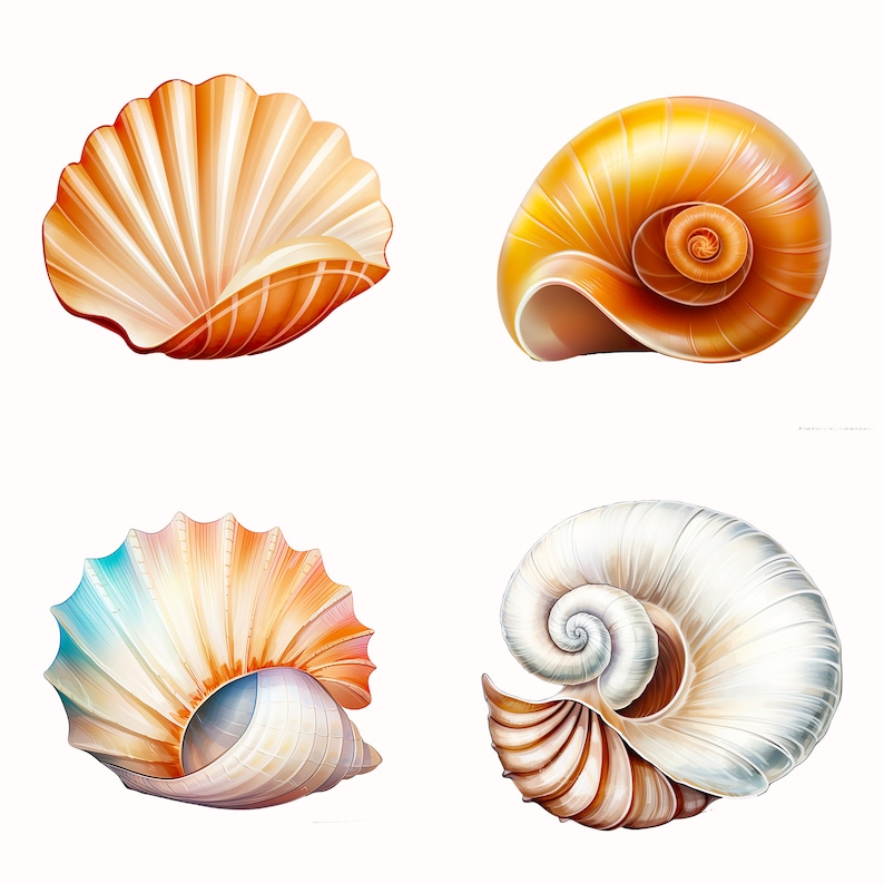 Watercolor Sea Shell Clipart: Coastal Gem PNG (digital Download) - Etsy