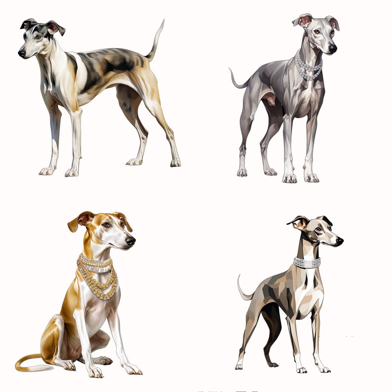 Cute Greyhound Breed Clip Art, Elegant Galgo Illustration PNG, Charming ...