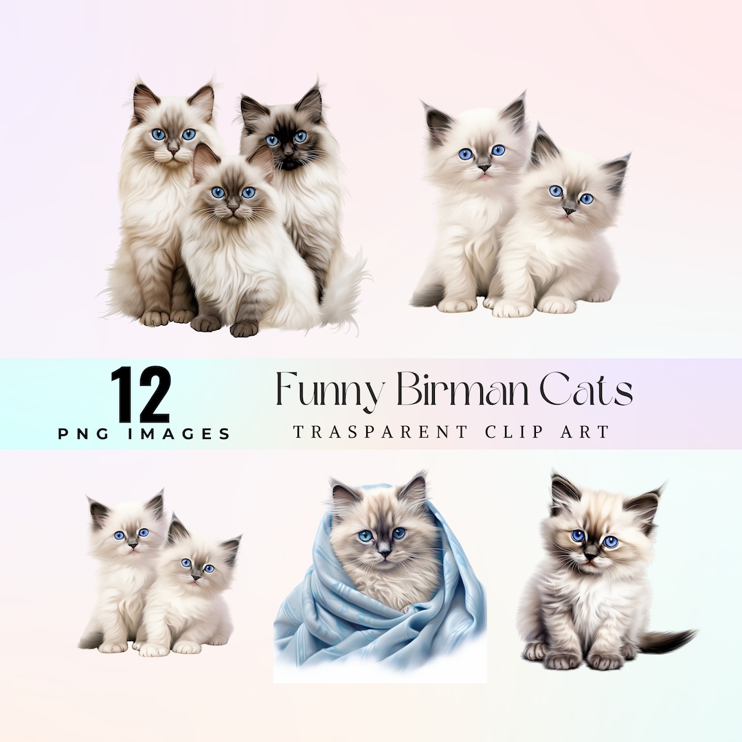 Cute Birman Cats Clip Art, Adorable Birman Cats Design , Fluffy Cats ...