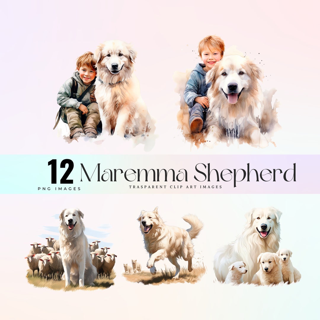 Maremma Sheepdog Clip Art: Kid Shepherd PNG Graphics (digital Download ...