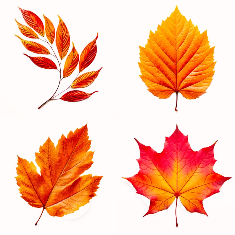 Cute Autumn Leaves Clip Art, Watercolor Orange Fall Illustration PNG ...