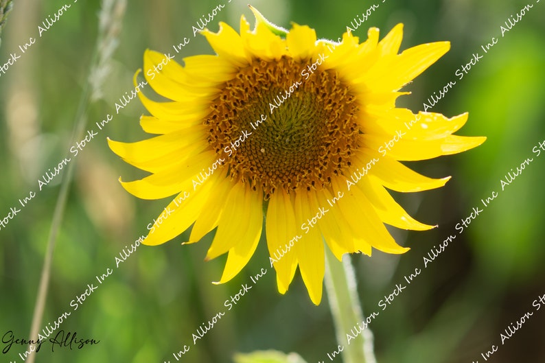 Sunflower Splendor: Up-close Digital Print of a Captivating Sunflower ...