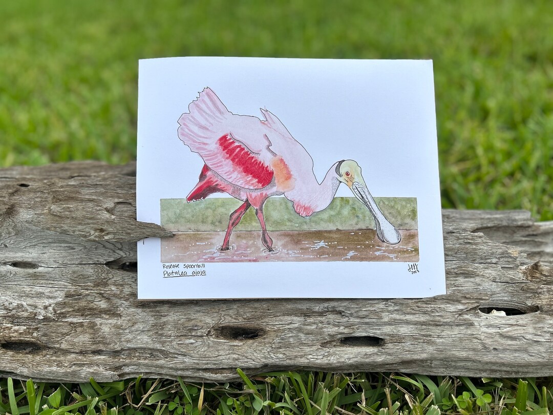 Roseate Spoonbill Fine Art Print - Etsy