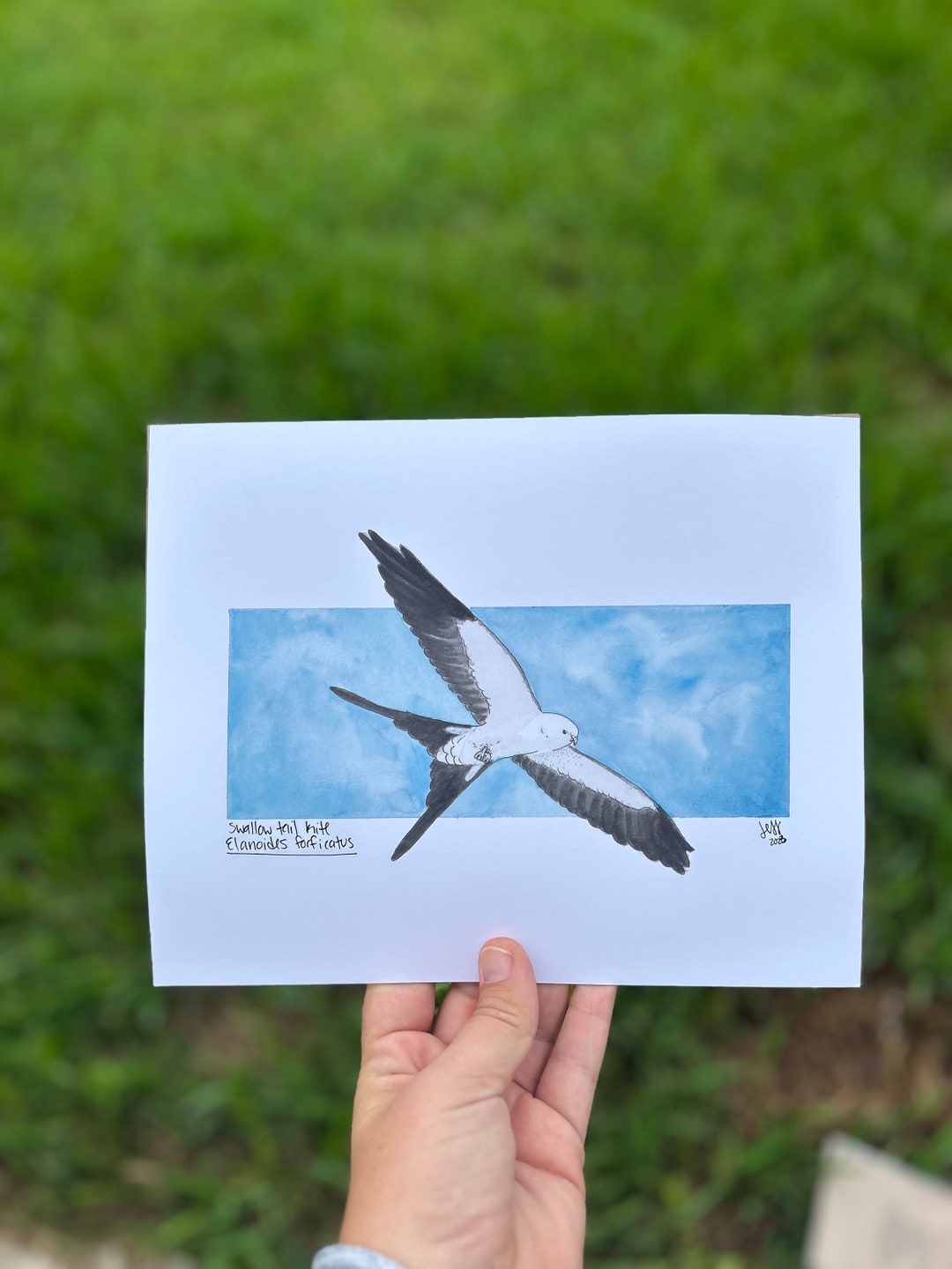 Swallow Tail Kite Fine Art Print - Etsy