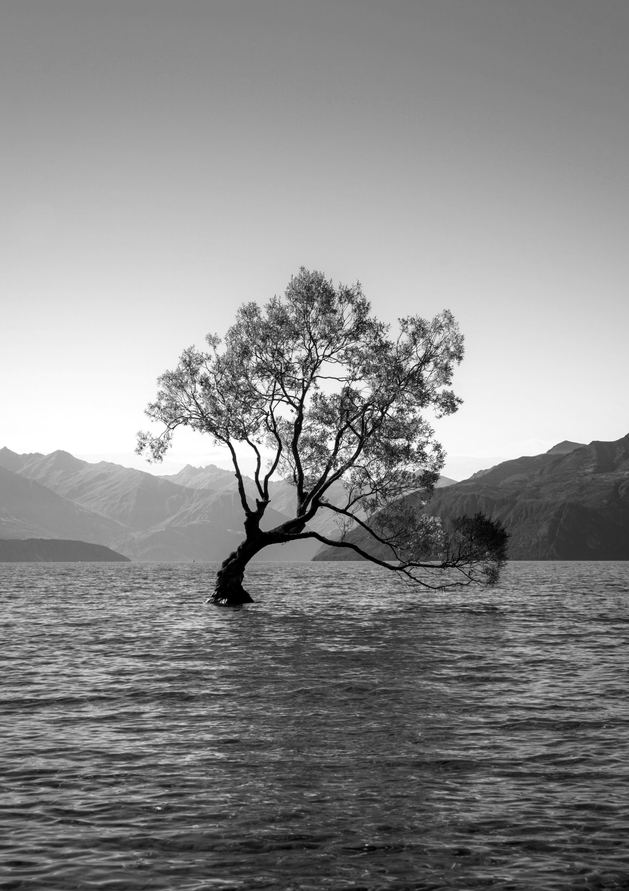 New Zealand, Wanaka Tree, Instant Download, Black White Photography ...