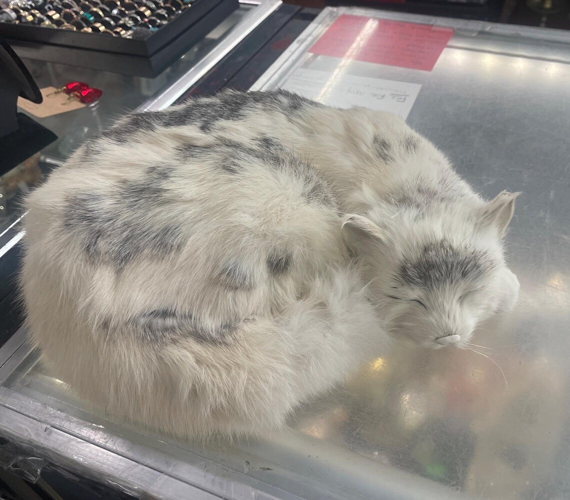 Realistic Looking Adorable Plush Sleeping Cat Replica With Life-like ...