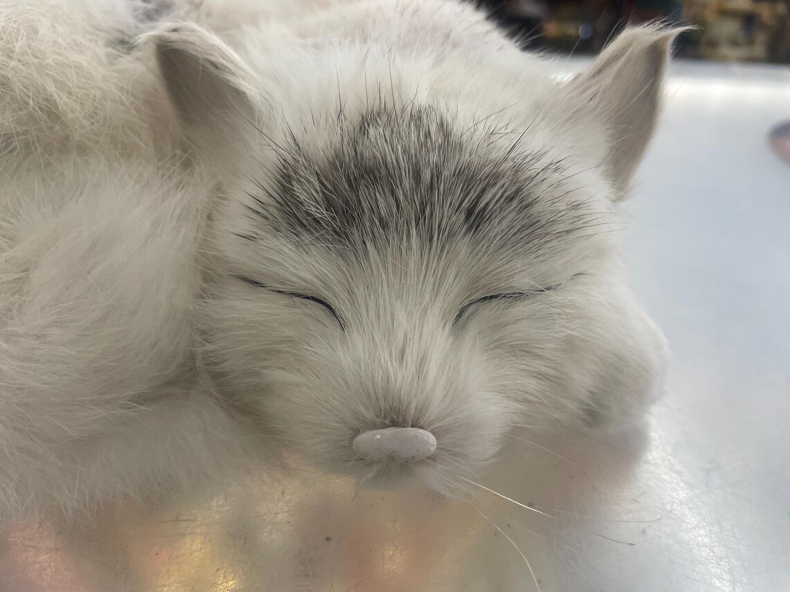 Realistic Looking Adorable Plush Sleeping Cat Replica With Life-like ...