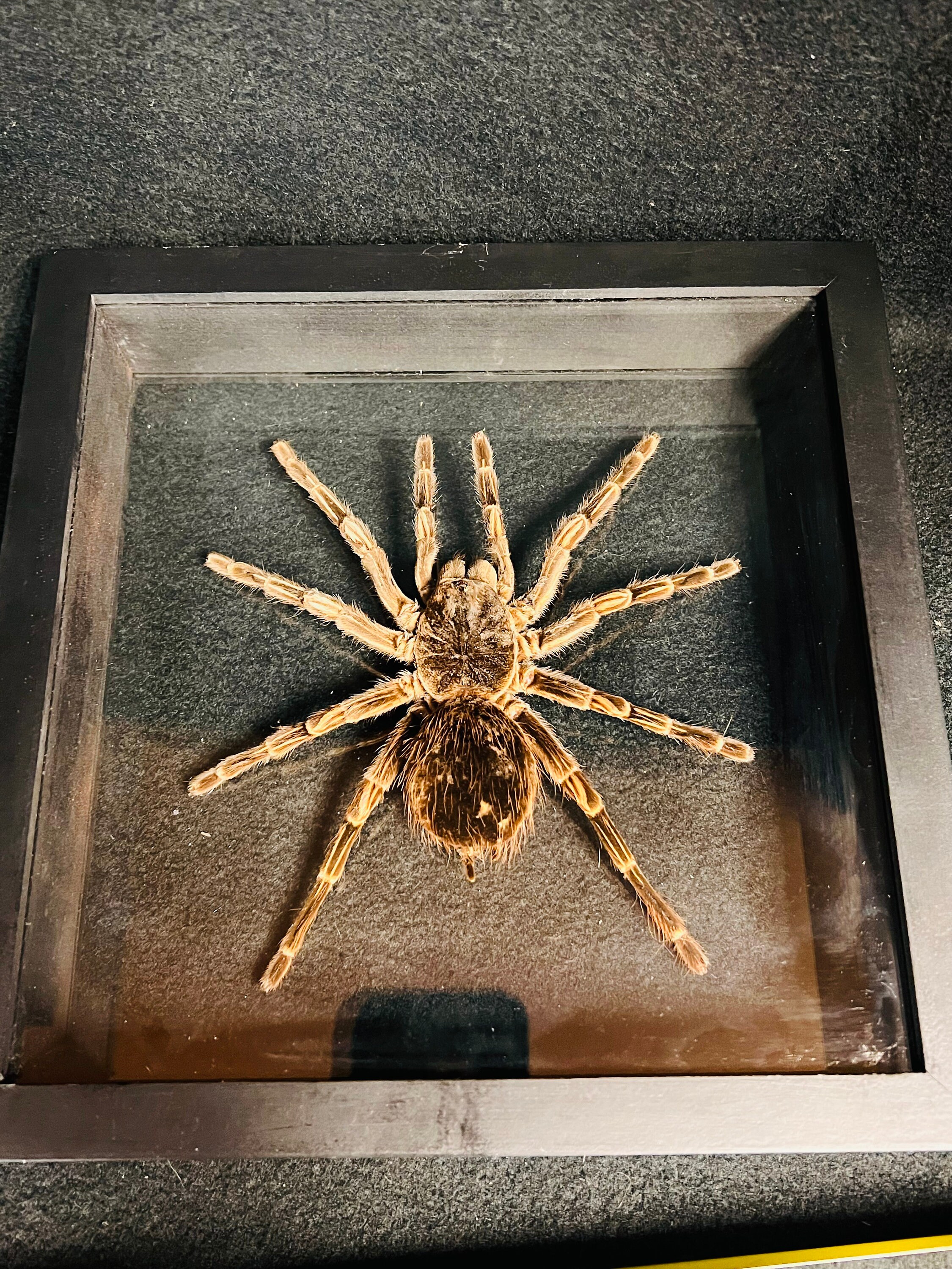 Tarantula Taxidermy in Case - Etsy