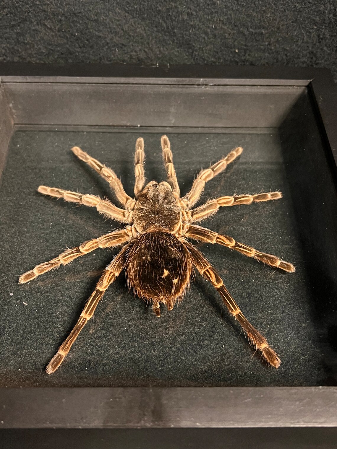 Tarantula Taxidermy in Case - Etsy