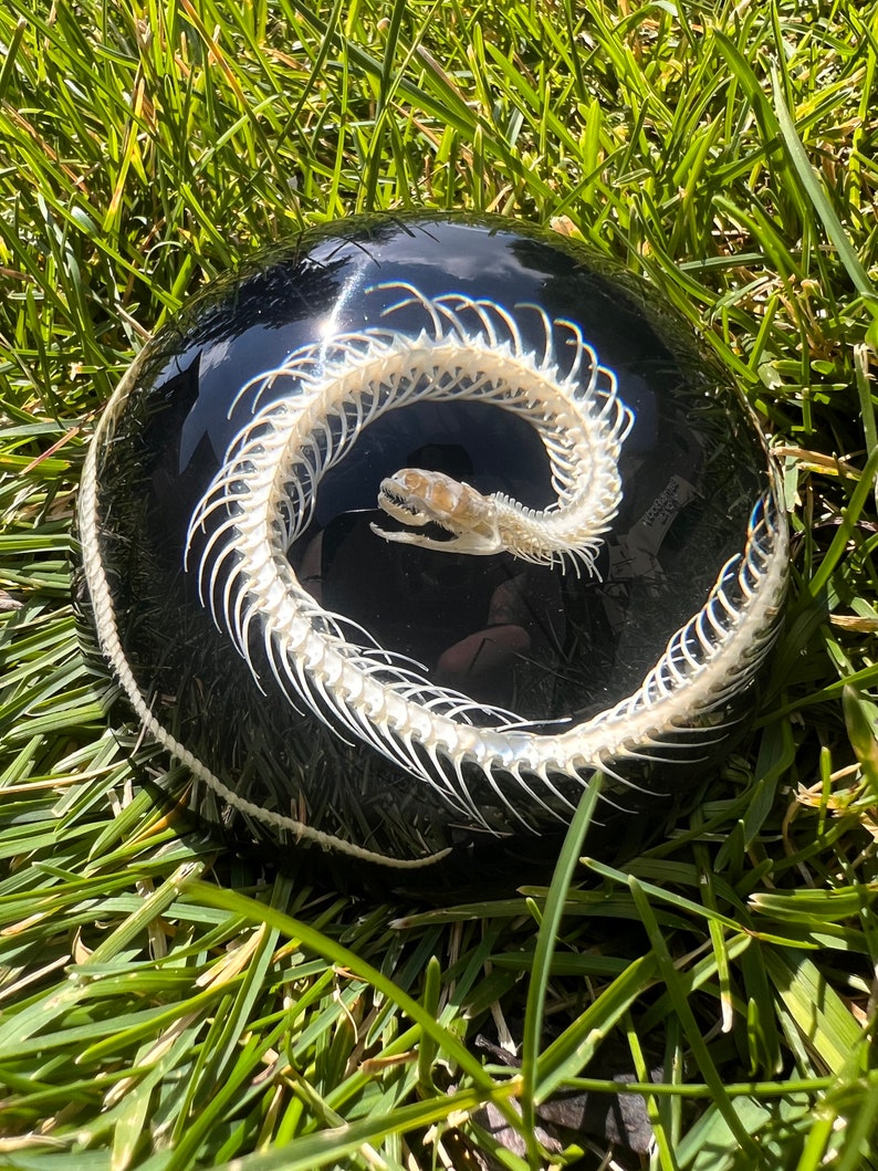 Snake Skeleton in Half Sphere Shaped Acrylic - Etsy