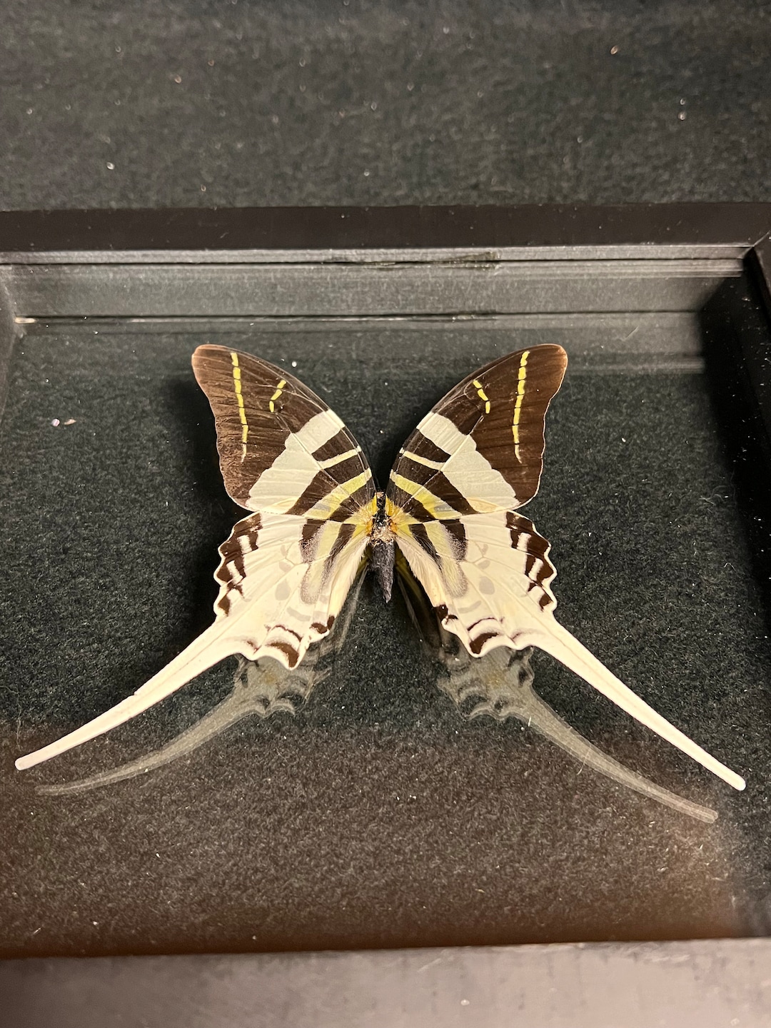 Papilio Androcles Butterfly Taxidermy peru - Etsy